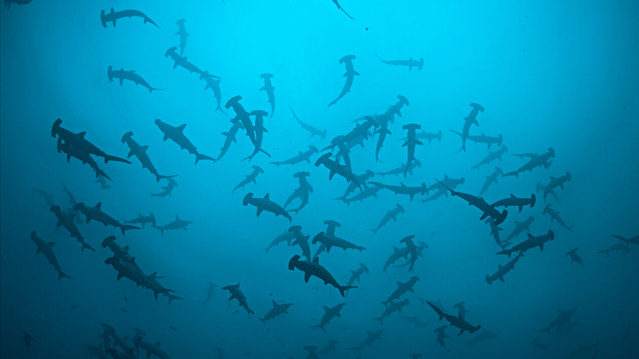 National Geographic Live: The Untold Story of Sharks - The Lincoln Center